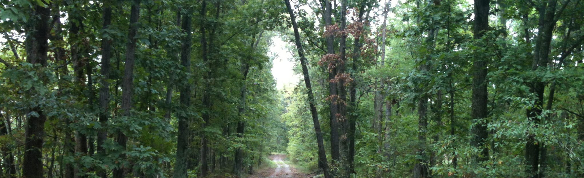 Sam Dale Lake Loop Trail, Illinois - 33 Reviews, Map | AllTrails