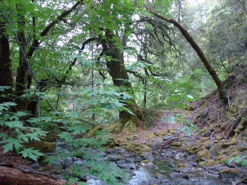 Best Hikes and Trails in Mendocino National Forest | AllTrails