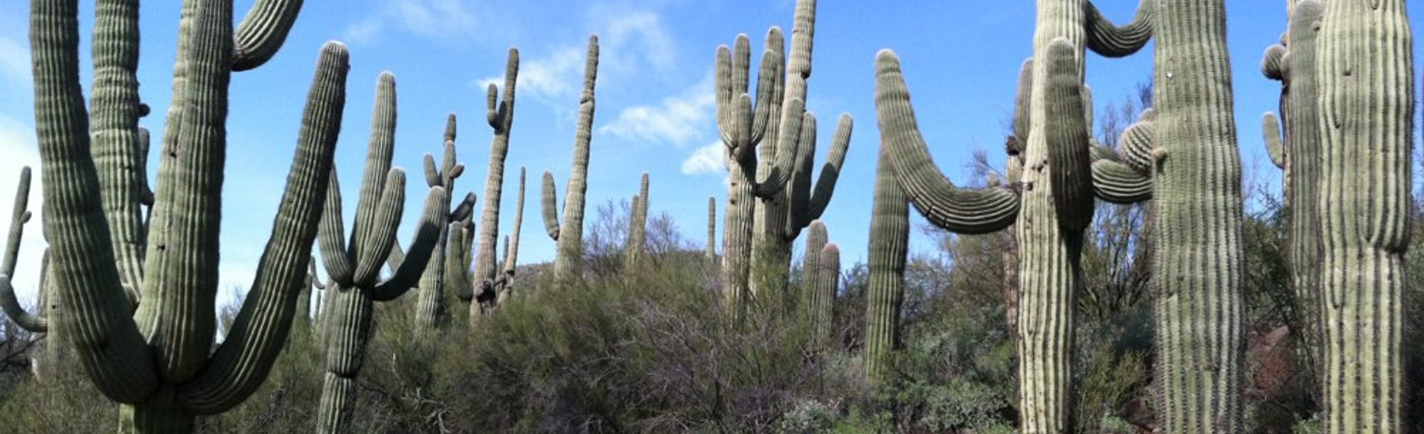 Spur Cross Dragonfly Loop, Arizona - 1,662 Reviews, Map | AllTrails