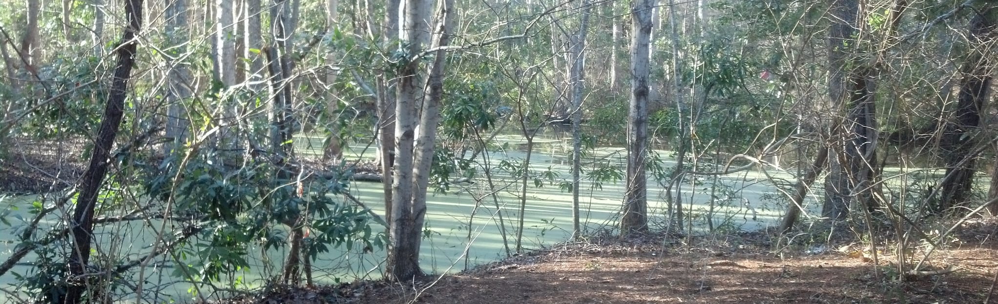 Sweetgum Swamp to Blueberry Ridge Trail: 489 Reviews, Map - North ...