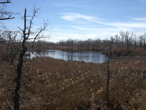 Best Hikes and Trails in Arshamomaque Preserve | AllTrails