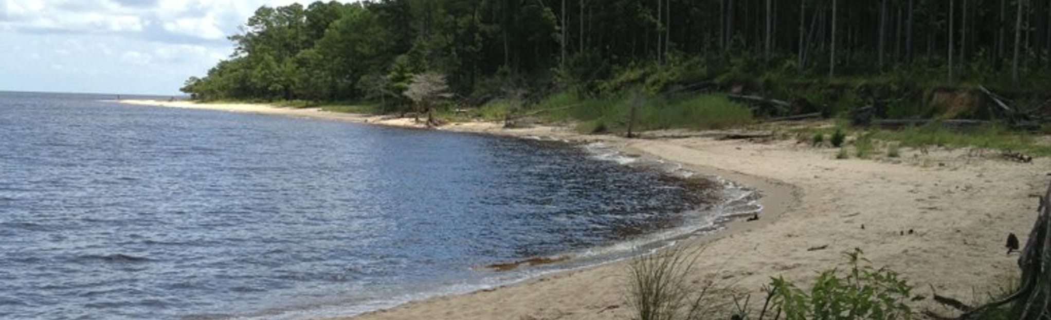 Neusiok Trail Northern Half, North Carolina - 149 Reviews, Map | AllTrails