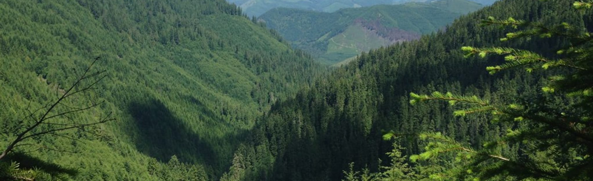 Goat Creek Loop, Washington - 15 Reviews, Map | AllTrails