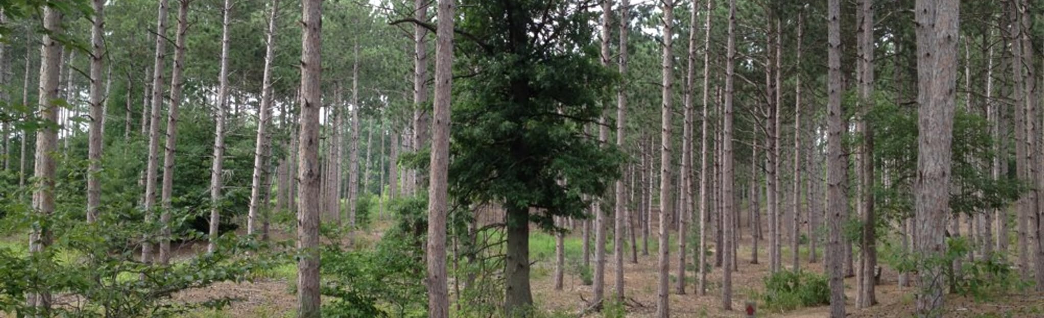 Red Pine Loop, Michigan - 571 Reviews, Map | AllTrails