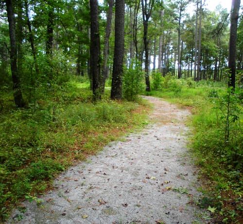 Best 10 Hikes and Trails in Great Dismal Swamp National Wildlife Refuge ...