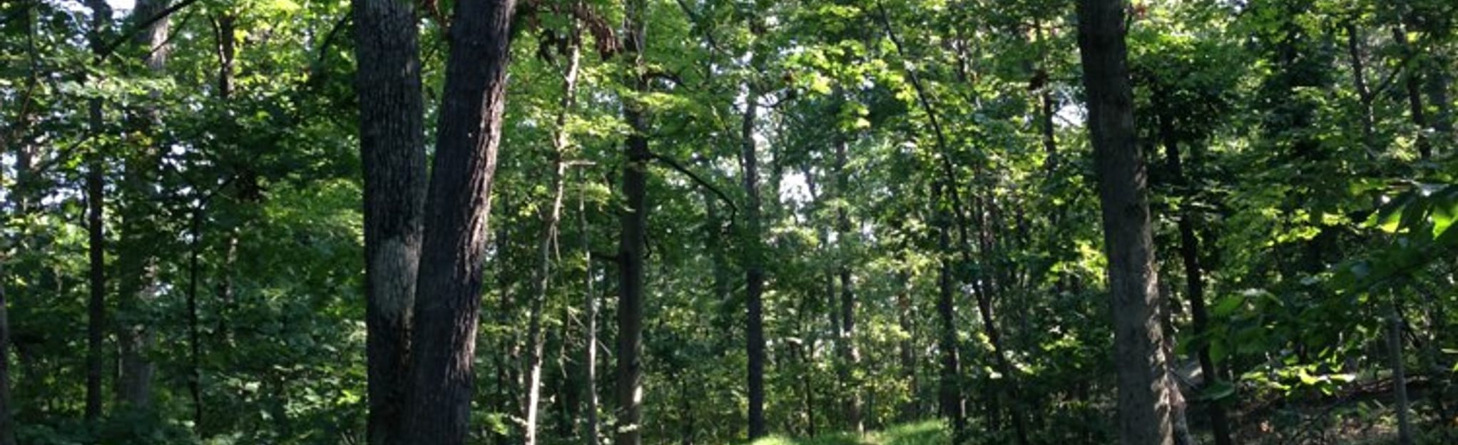 Turtle Back Rock Interpretive Trail, New Jersey - 109 Reviews, Map ...