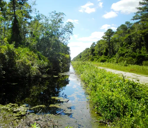 10 Best Long Trails in Great Dismal Swamp National Wildlife Refuge ...