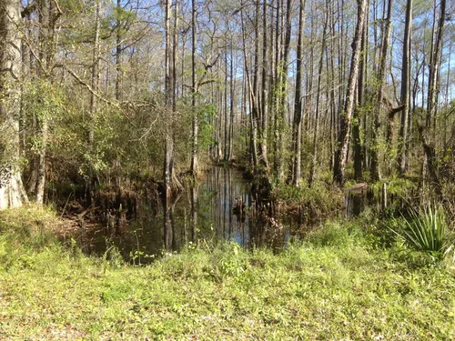 Best Hikes and Trails in Green Swamp Wildlife Management Area | AllTrails