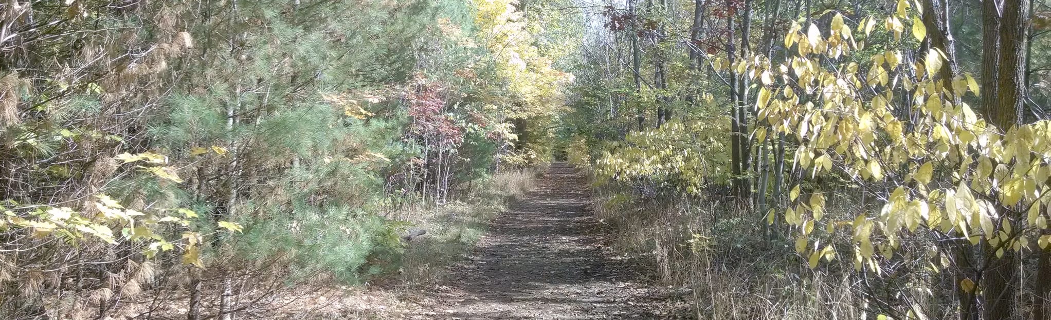Big Tree and West Loops, Michigan - 191 Reviews, Map | AllTrails