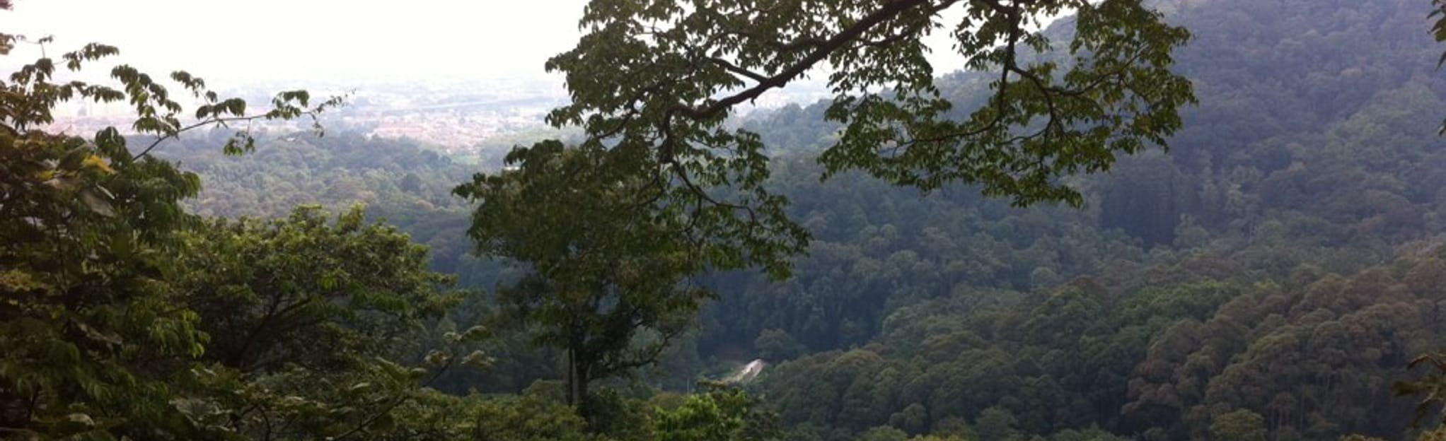 FRIM - Rover Track Loop, Selangor, Malaysia - 9 Reviews, Map | AllTrails