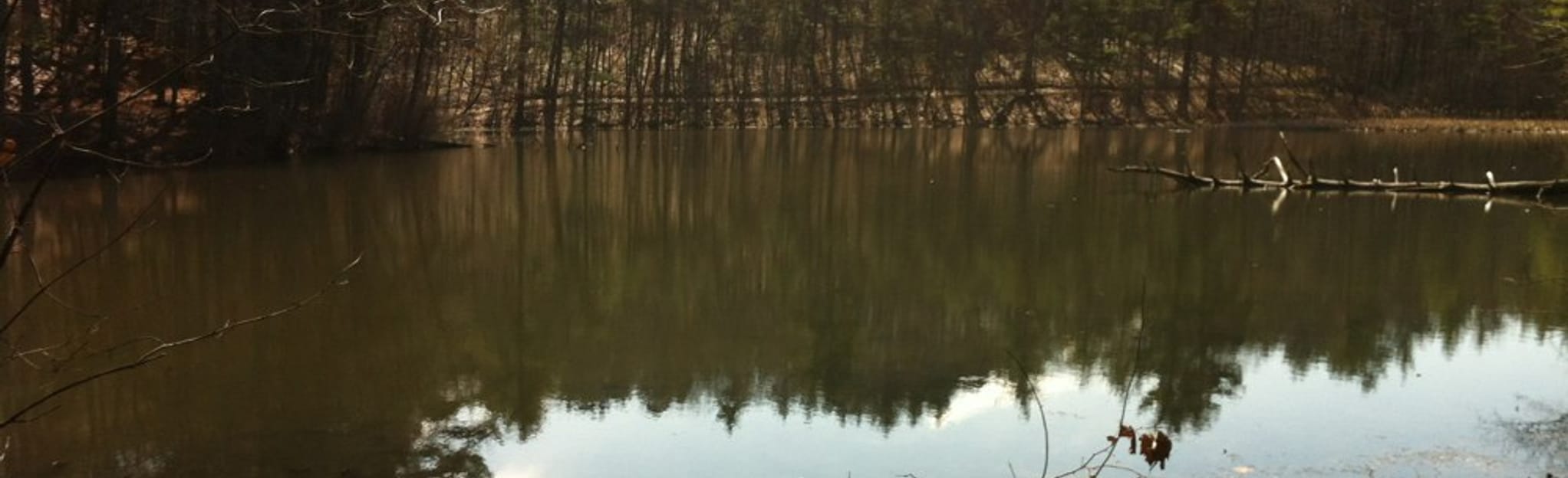 Hapgood Wright Forest Loop, Massachusetts - 206 Reviews, Map | AllTrails