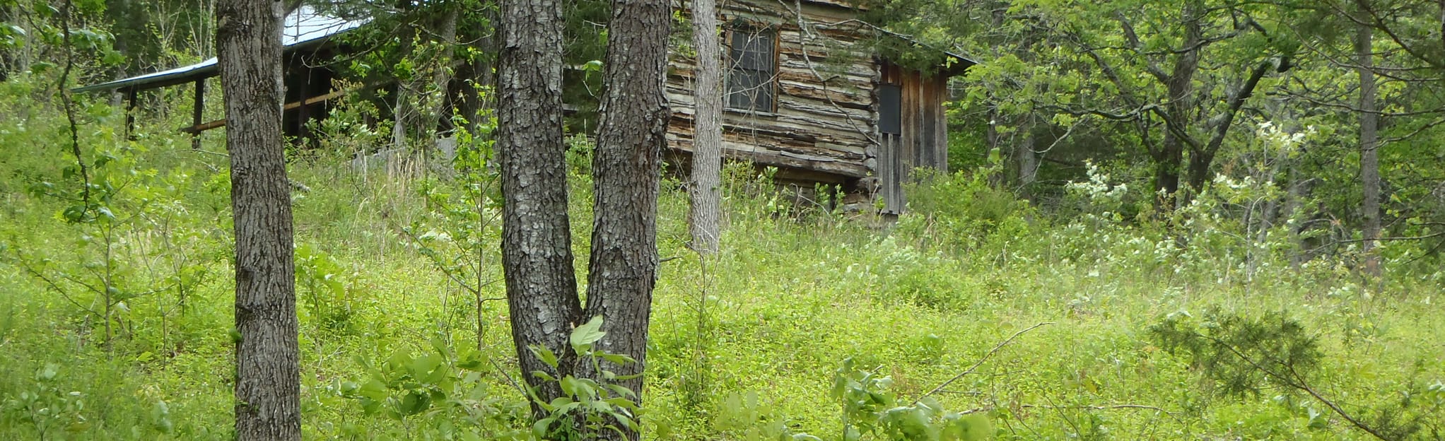 Villines Homestead Trail, Arkansas - 110 Reviews, Map | AllTrails