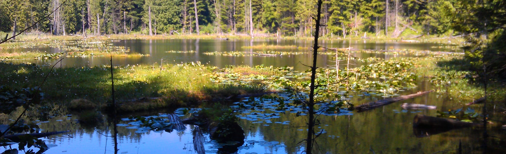 Lily and Lizard Lakes Loop Trail | Map, Guide - Washington | AllTrails