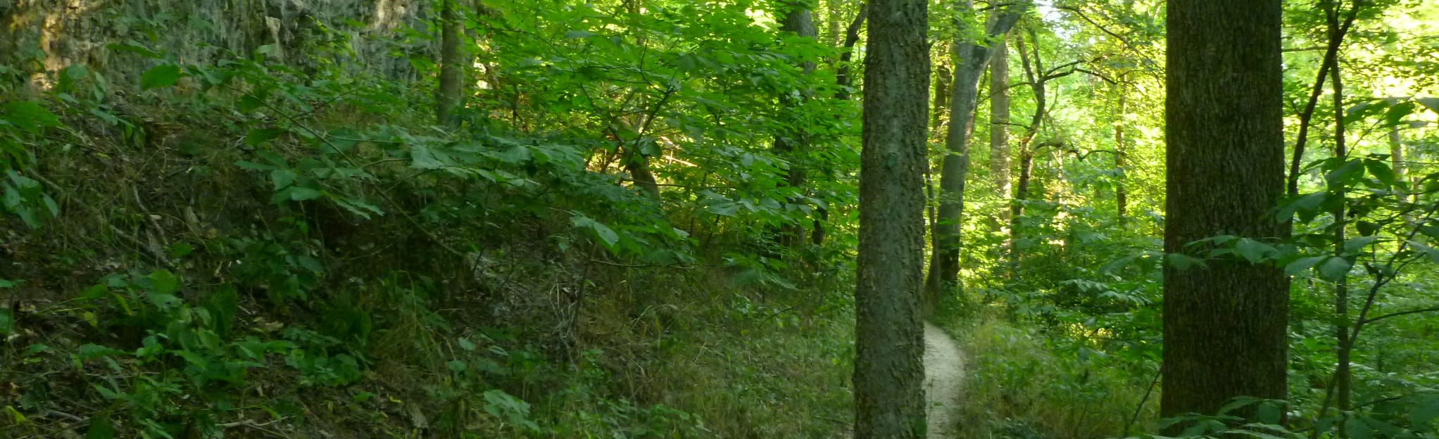 Walking Fern Trail, Missouri - 149 Reviews, Map | AllTrails