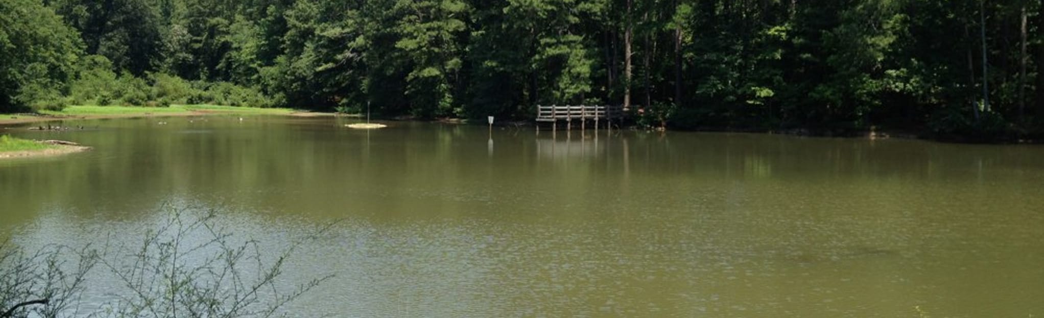 Reynolds Nature Preserve Trail: 388 Reviews, Map - Georgia | AllTrails