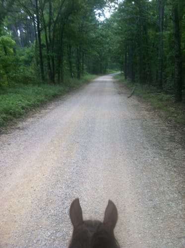 Best Hikes and Trails in University Forest Conservation Area | AllTrails