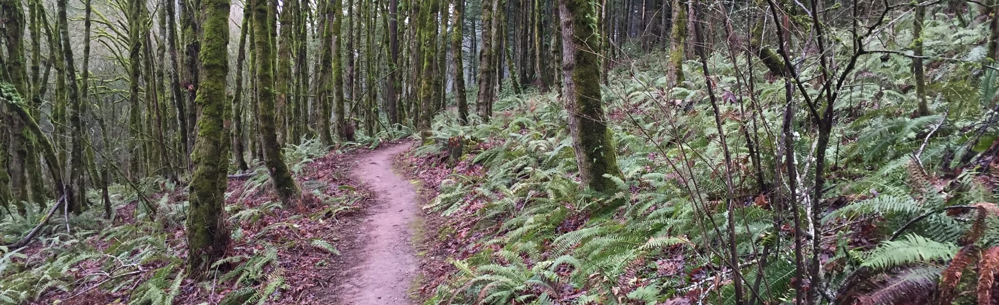 Mount Talbert Nature Park Loop Trail, Oregon - 940 Reviews, Map | AllTrails
