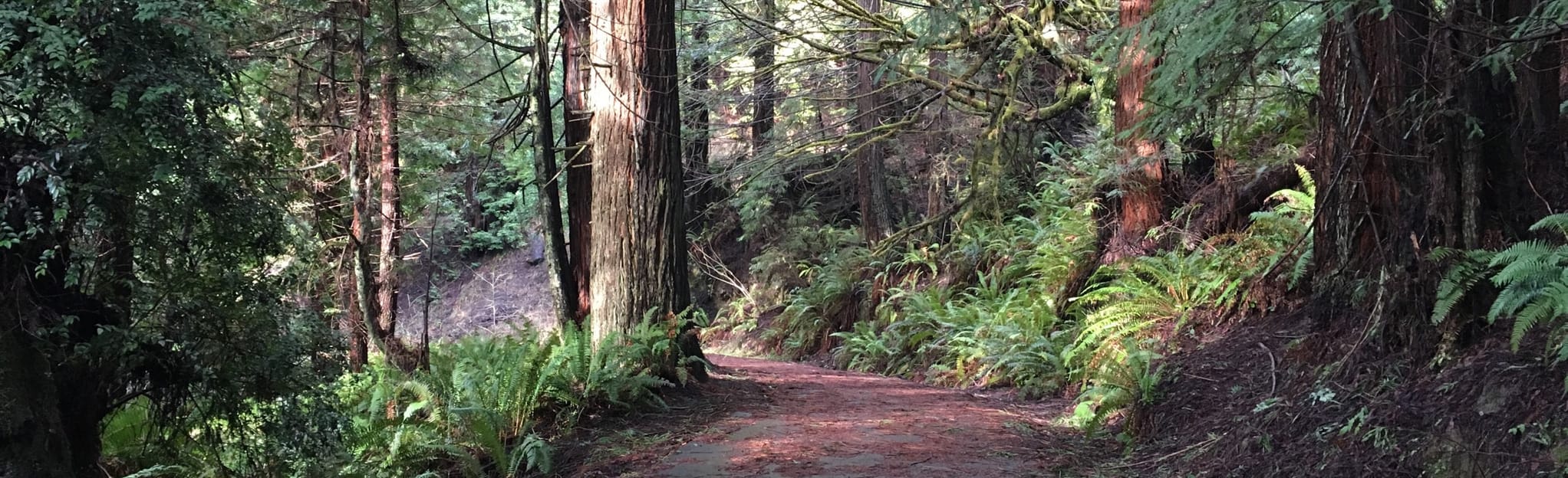 Elk River Trail Short Route, California - 177 Reviews, Map | AllTrails