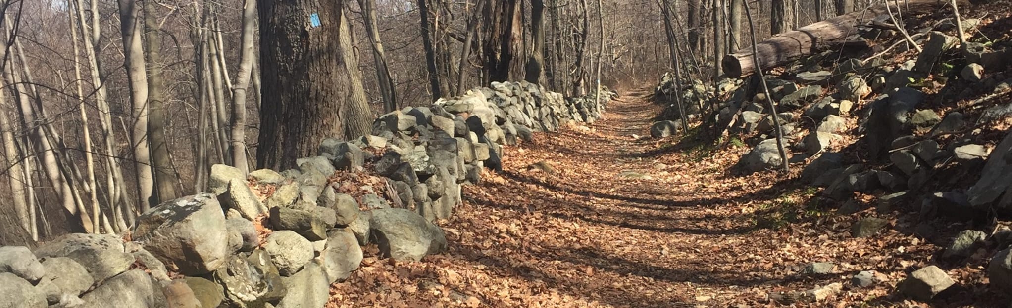 Jenny Jump Trail: 67 Reviews, Map - New Jersey | AllTrails