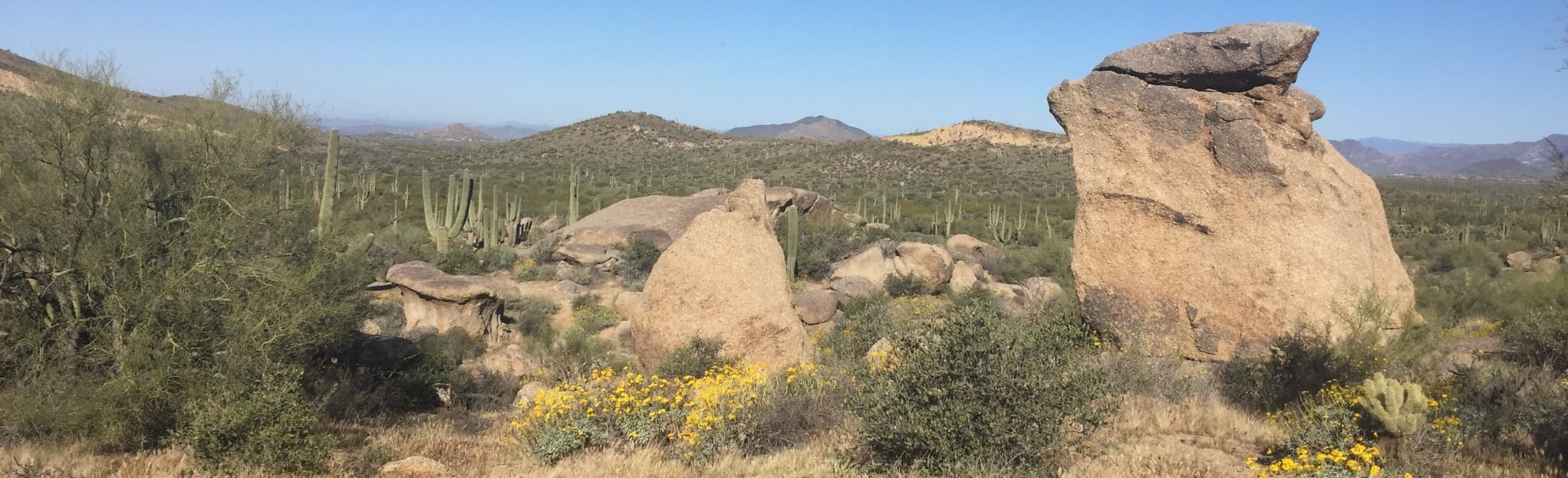 Cholla Mountain Perimeter Loop: 1.287 foto's - Arizona | AllTrails