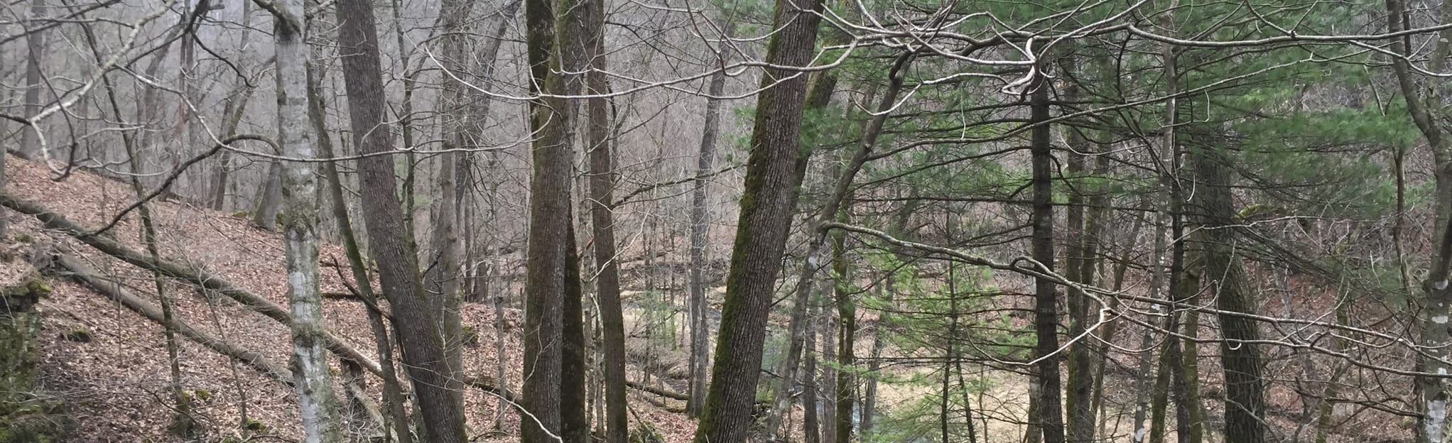 White Pine Hollow Loop, Iowa - 43 Reviews, Map | AllTrails
