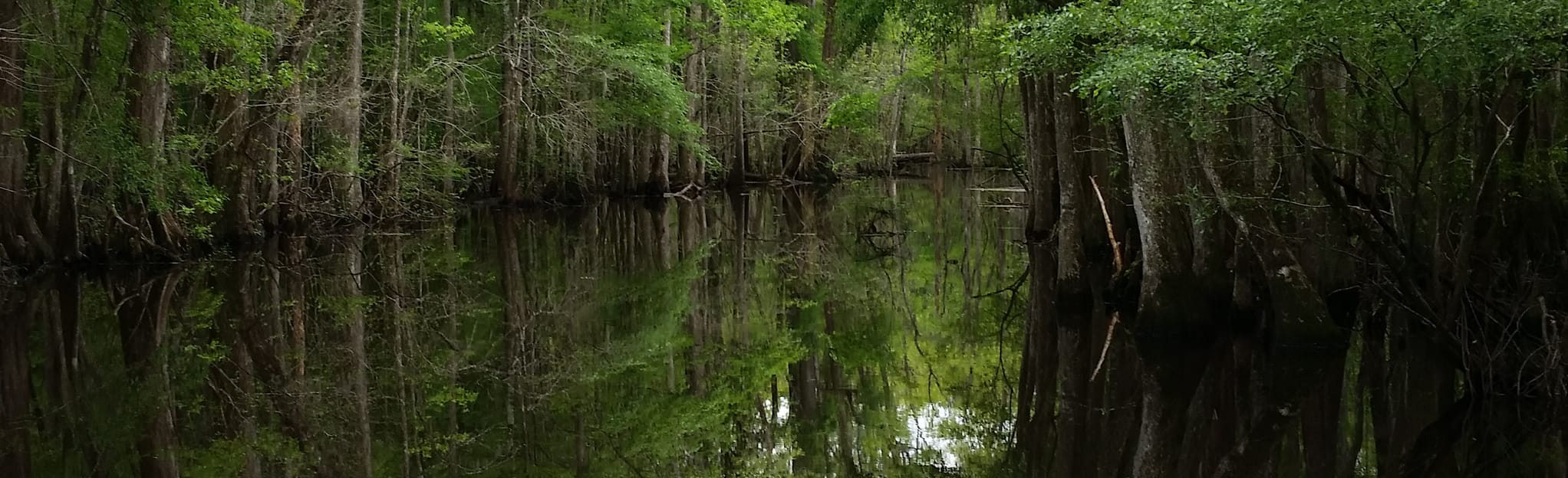 Francis Beidler Forest, South Carolina - 61 Reviews, Map | AllTrails