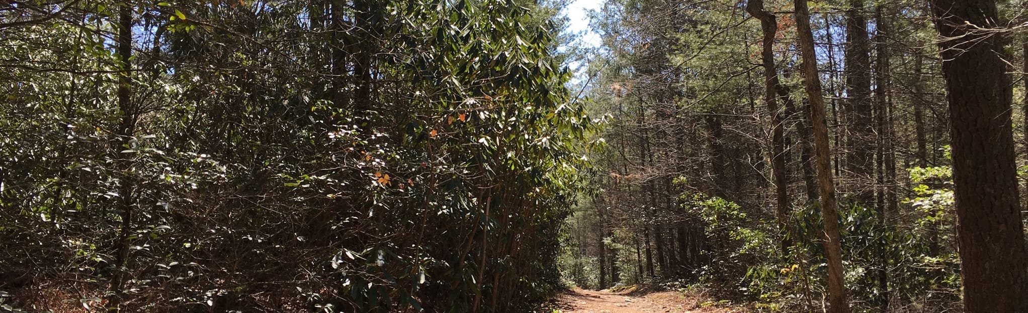 Chestnut Top Trail to Dosey Gap, Tennessee - 221 Reviews, Map | AllTrails