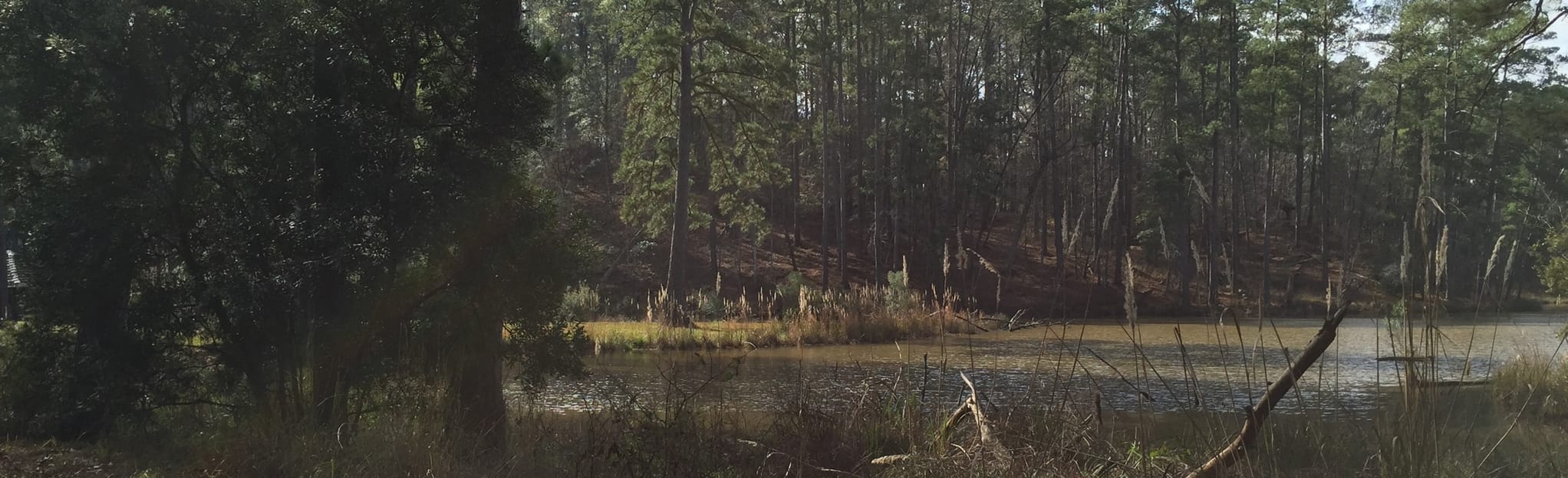 Clear Springs Lake Loop | Map, Guide - Mississippi | AllTrails