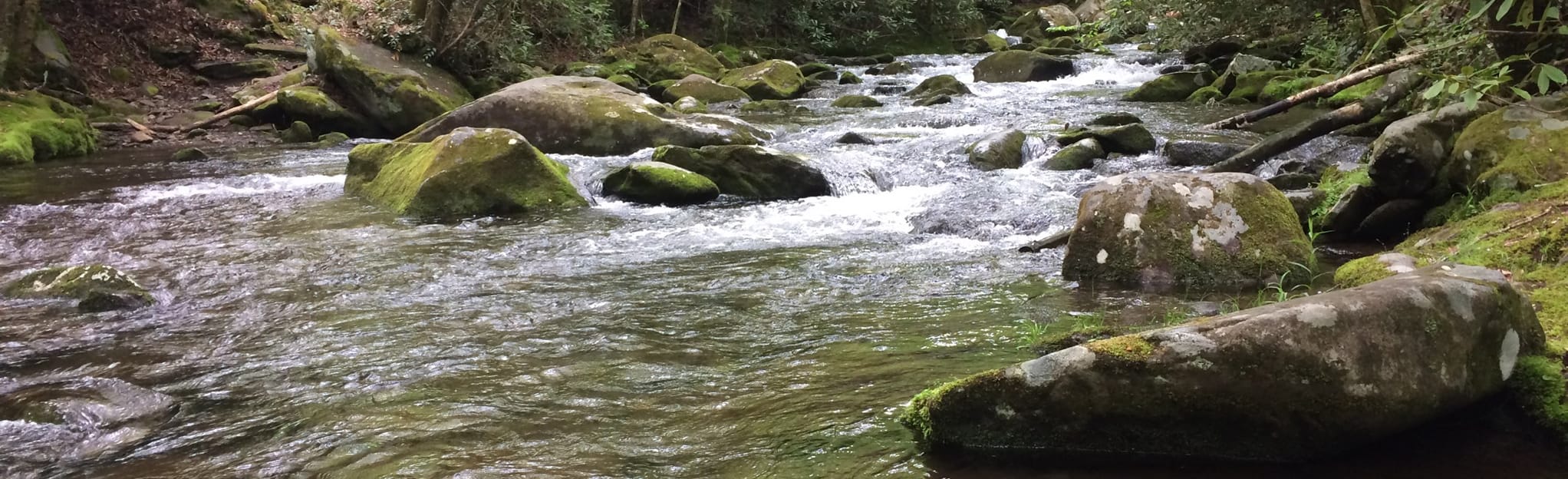 Lumber Ridge to Middle Prong Loop: 20 Reviews, Map - Tennessee | AllTrails