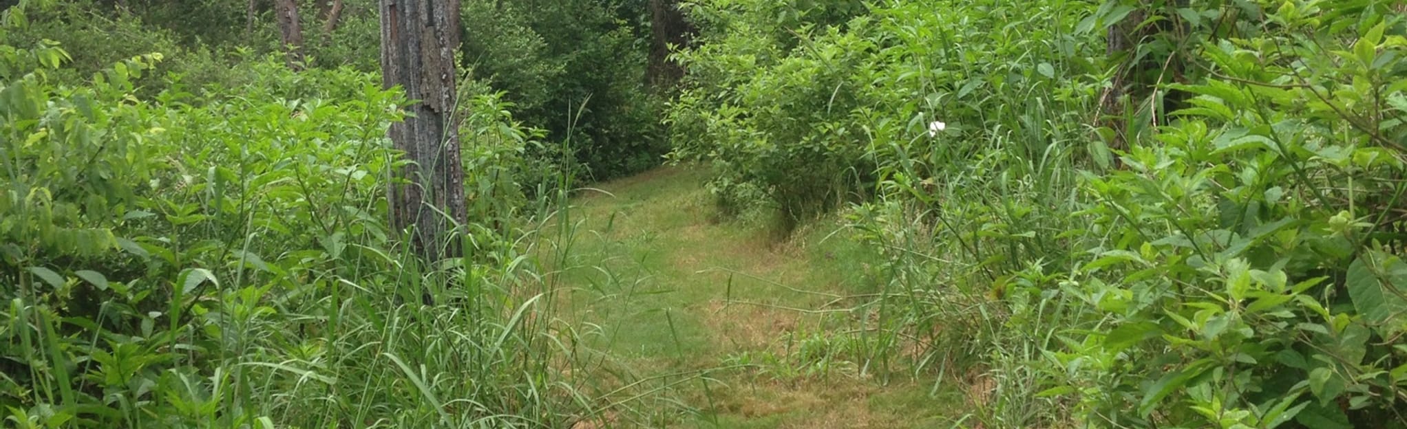 Navasota River Trail, Texas - 114 Reviews, Map | AllTrails