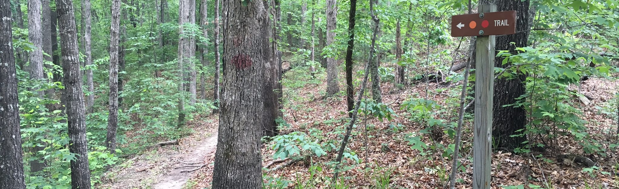 Latham Cemetery, Leadwood Falls, and Frady Branch Loop: 56 Reviews, Map ...