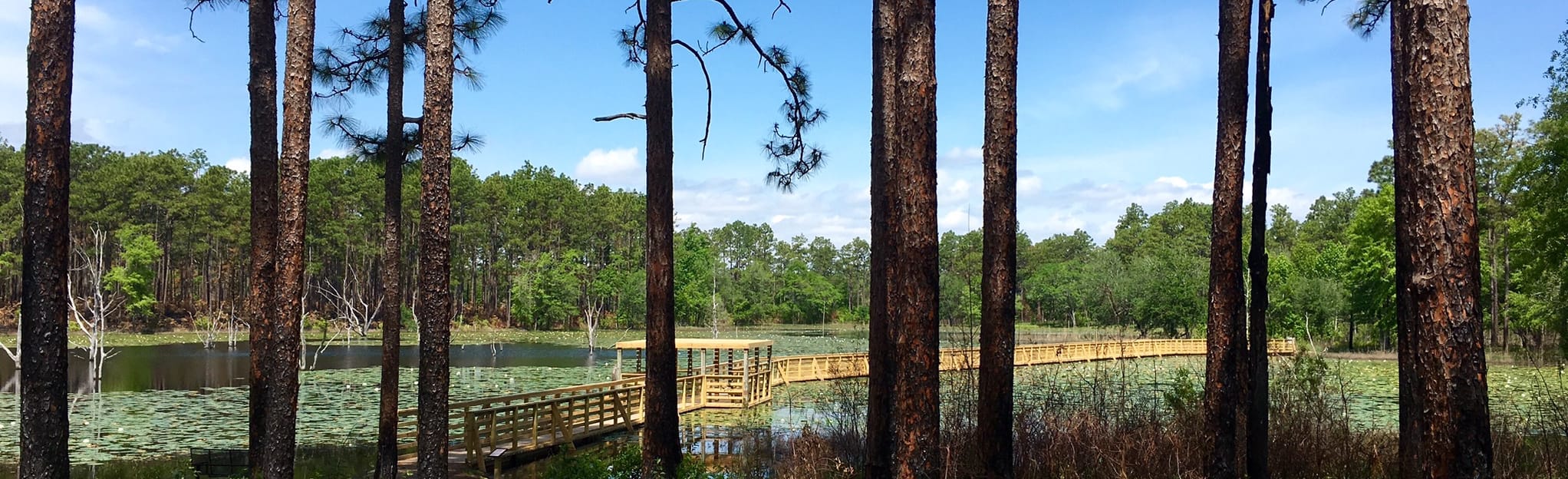 Gopher Tortoise Nature Trail: 50 Reviews, Map - Georgia | AllTrails