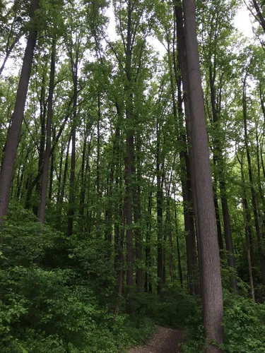 10 Best Hikes and Trails in Cromwell Valley Park | AllTrails