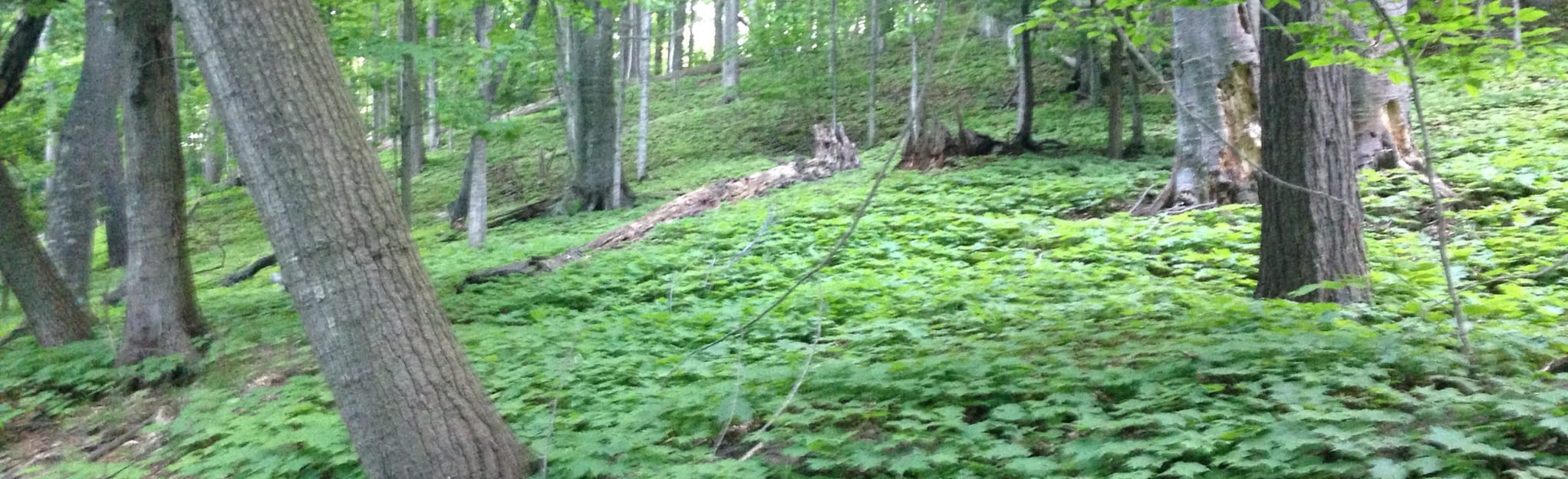 Glen Park Onekama Springs Trail | Map, Guide - Michigan | AllTrails