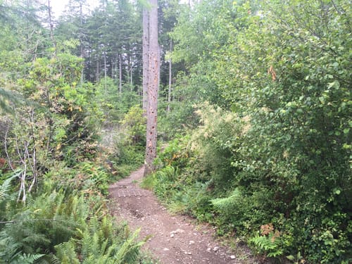 Tahuya State Forest: de 10 beste wandelingen en routes | AllTrails