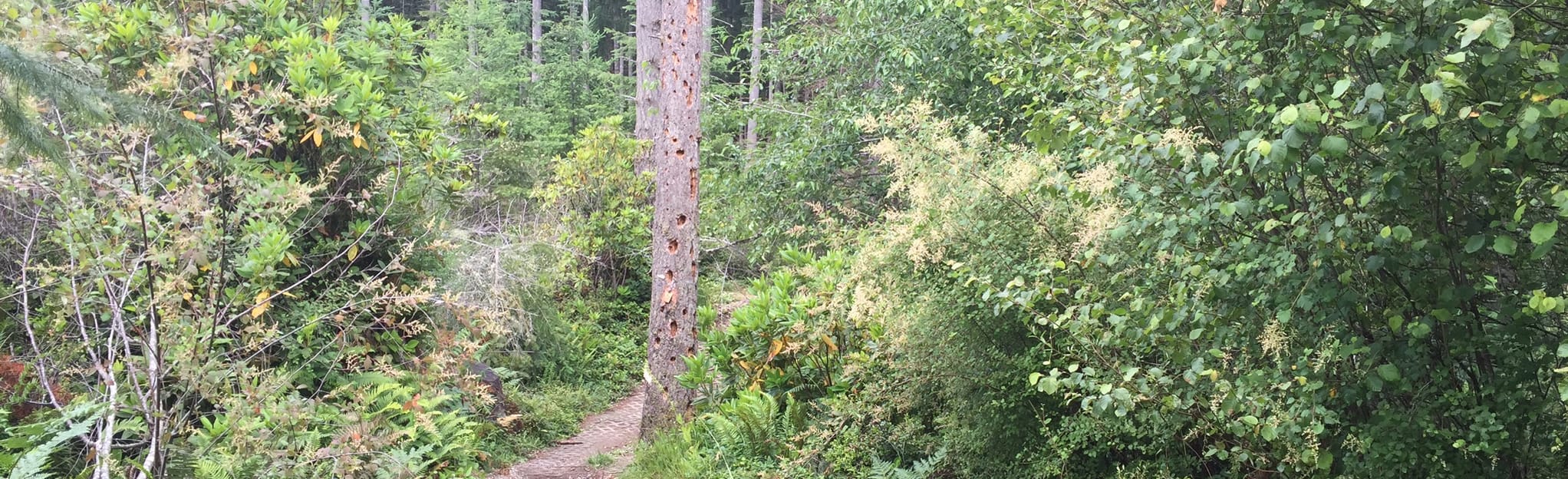 Mission Creek and Tahuya River OHV Trail: 4 Reviews, Map - Washington ...