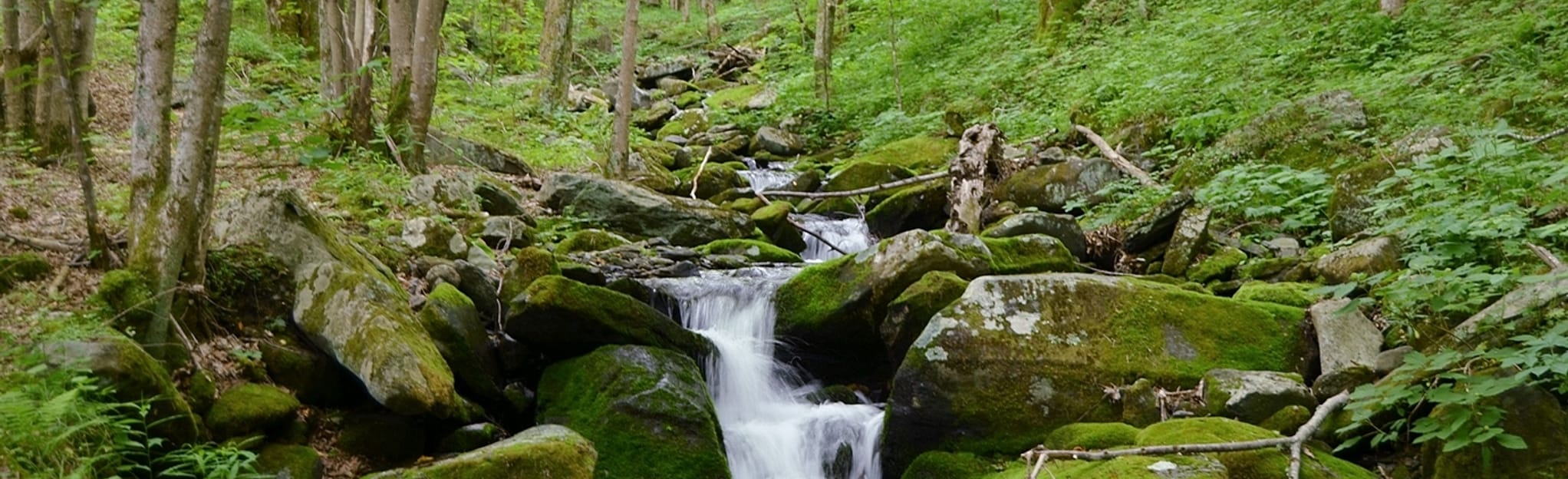 Overmountain Victory Trail: Hampton to Yellow Mountain Gap: 131 Reviews ...