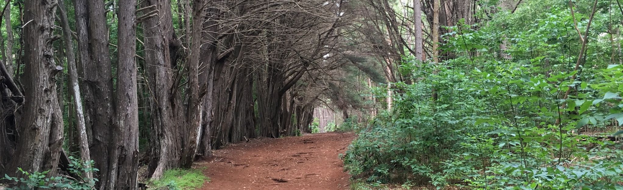 Waihou Spring Trail: 680 Reviews, Map - Maui, Hawaii | AllTrails