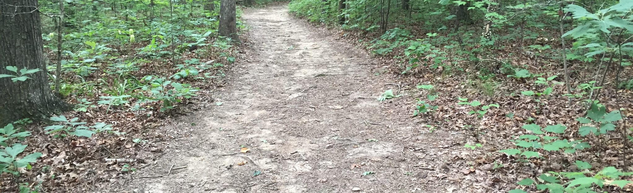 Two-Mile Backcountry Loop Trail, Georgia - 456 Reviews, Map | AllTrails