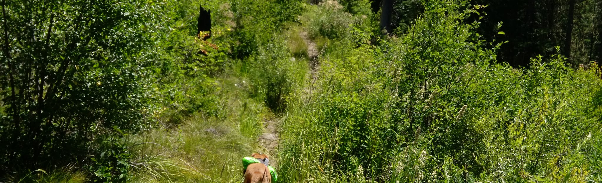 Tucannon River Trail: 11 Reviews, 10 Photos, Map - Washington | AllTrails