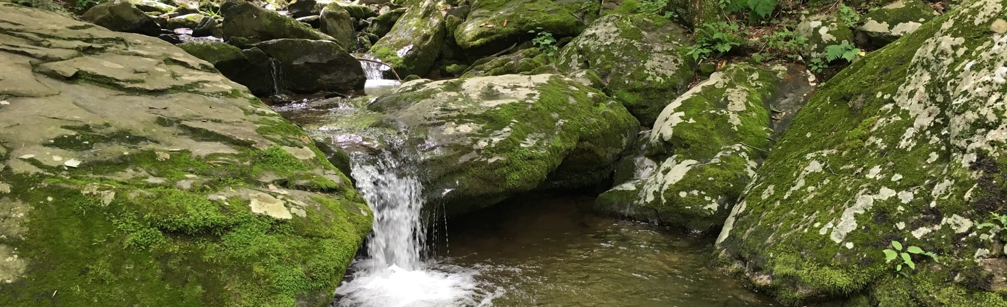 Appalachian Trail, Hawksbill, Horseshoe Trail, and Rose River Loop: 105 ...