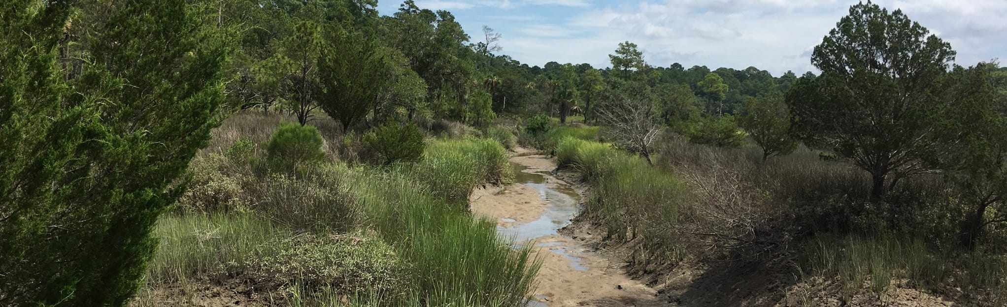 Sandpiper, Avian, and Big Ferry Trails Loop: 912 Reviews, Map - Georgia ...