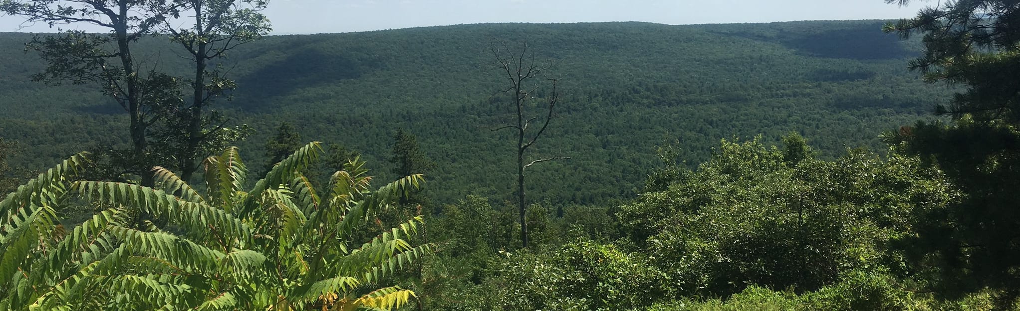Anna Michener Cabin via Blueberry Trail | Map, Guide - Pennsylvania ...