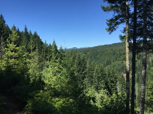 10 Best Long Trails in Tillamook State Forest | AllTrails