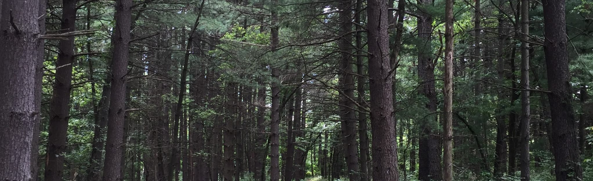 Busch Wildlife Pine Trail: 82 Reviews, Map - Missouri | AllTrails