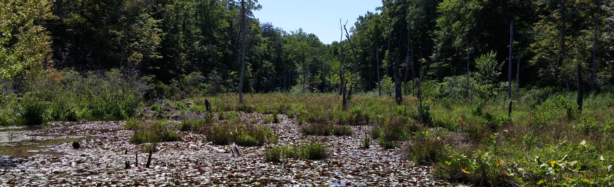 Calvert Cliffs Red Trail , Maryland - 1,397 Reviews, Map | AllTrails