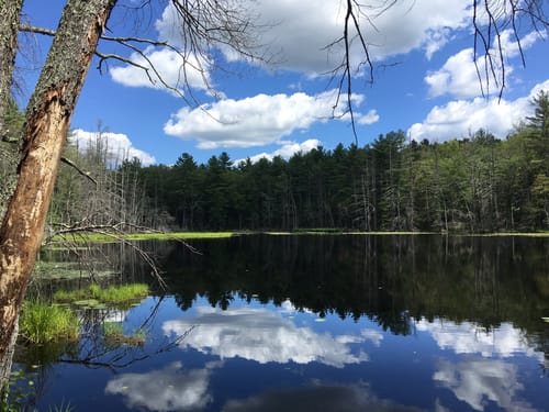 2023 Best Forest Trails in Upton State Forest | AllTrails