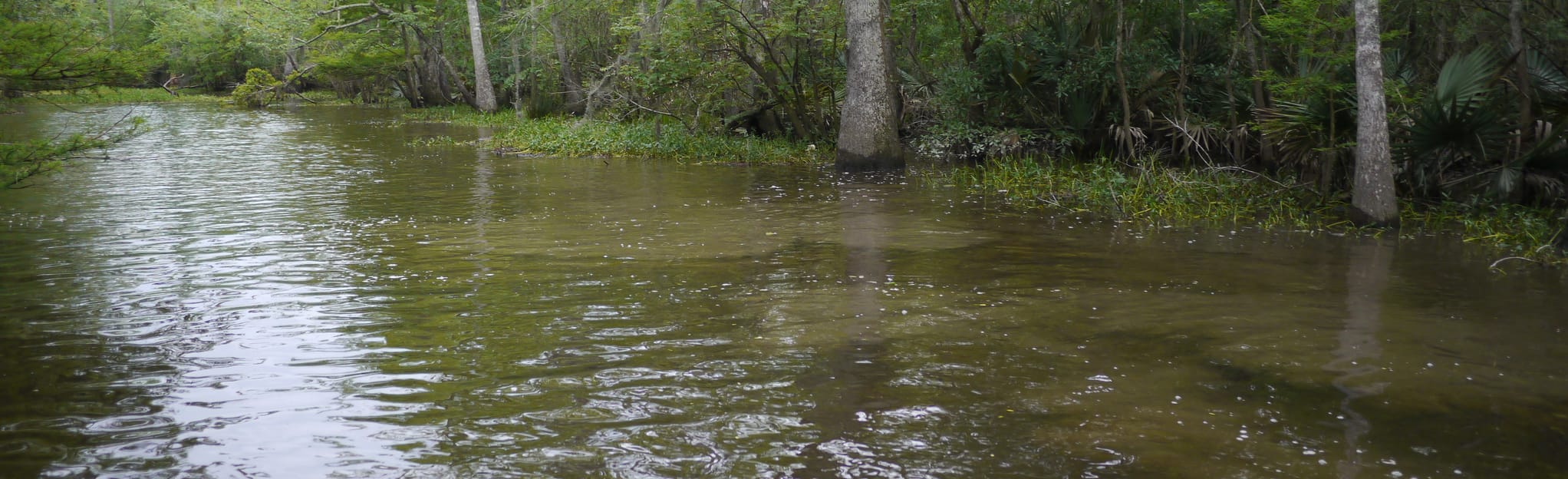 Orange Bayou Paddle Route, Texas - 3 Reviews, Map | AllTrails