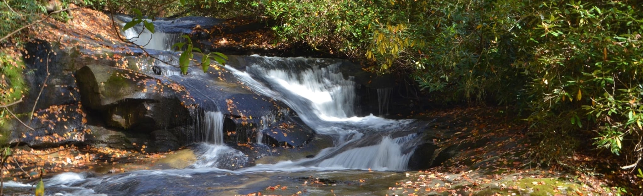 Cove Creek and Caney Bottom Trail, North Carolina - 689 Reviews, Map ...
