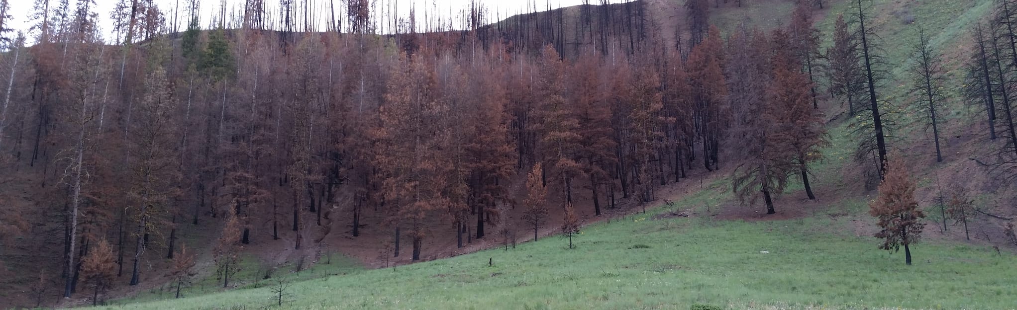 Finley Canyon Loop, Washington - 2 Reviews, Map | AllTrails